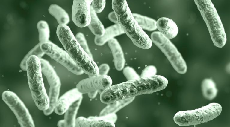 Legionella Malaga - Rapiplaga Malaga - Pest Control Services